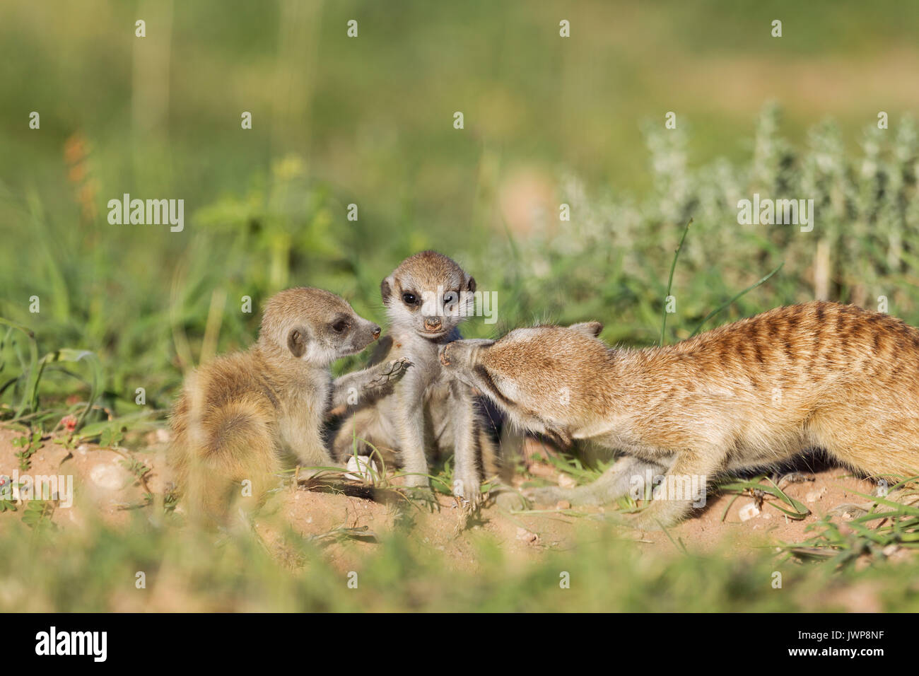 Suricata suricatta kalahari burrow baby hi-res stock photography and ...