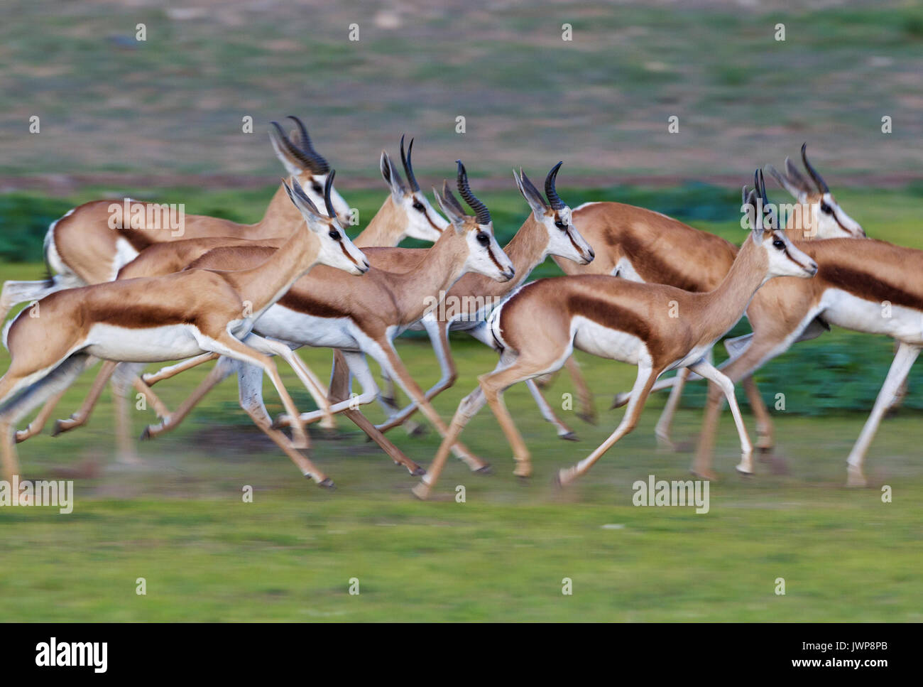 Springbok Running