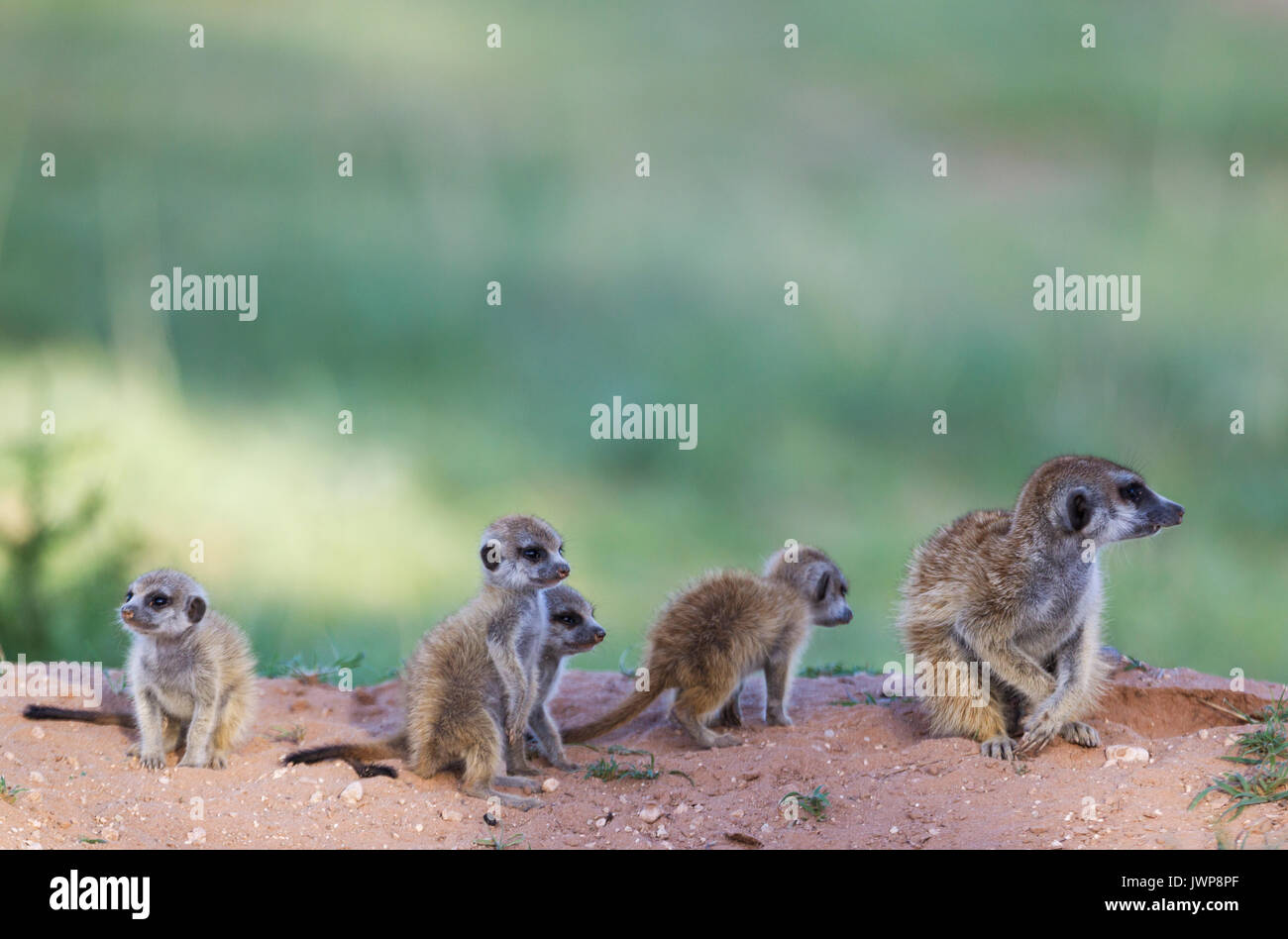 Suricata suricatta kalahari burrow baby hi-res stock photography and ...