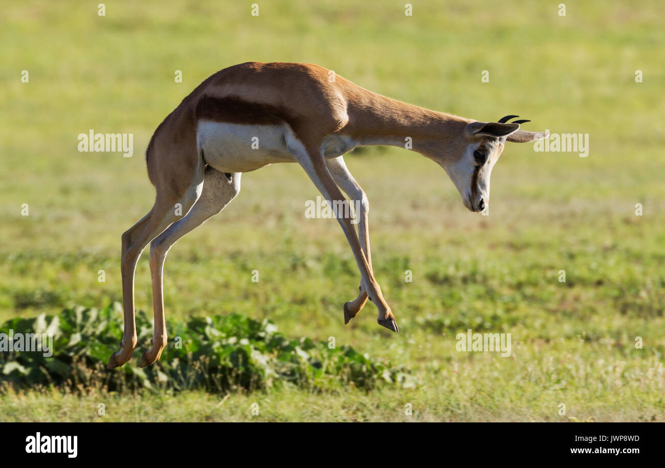 Springbok (Antidorcas marsupialis), pronking young male, during the ...