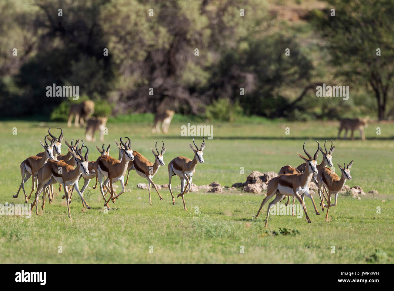 Springboks (Antidorcas marsupialis), frightened by lions (Panthera leo ...