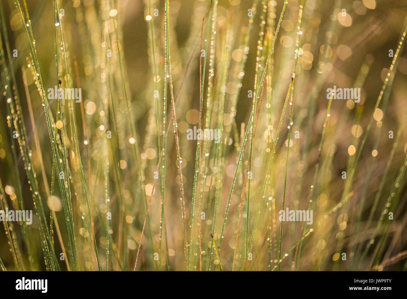 White flowered sedge hi-res stock photography and images - Alamy