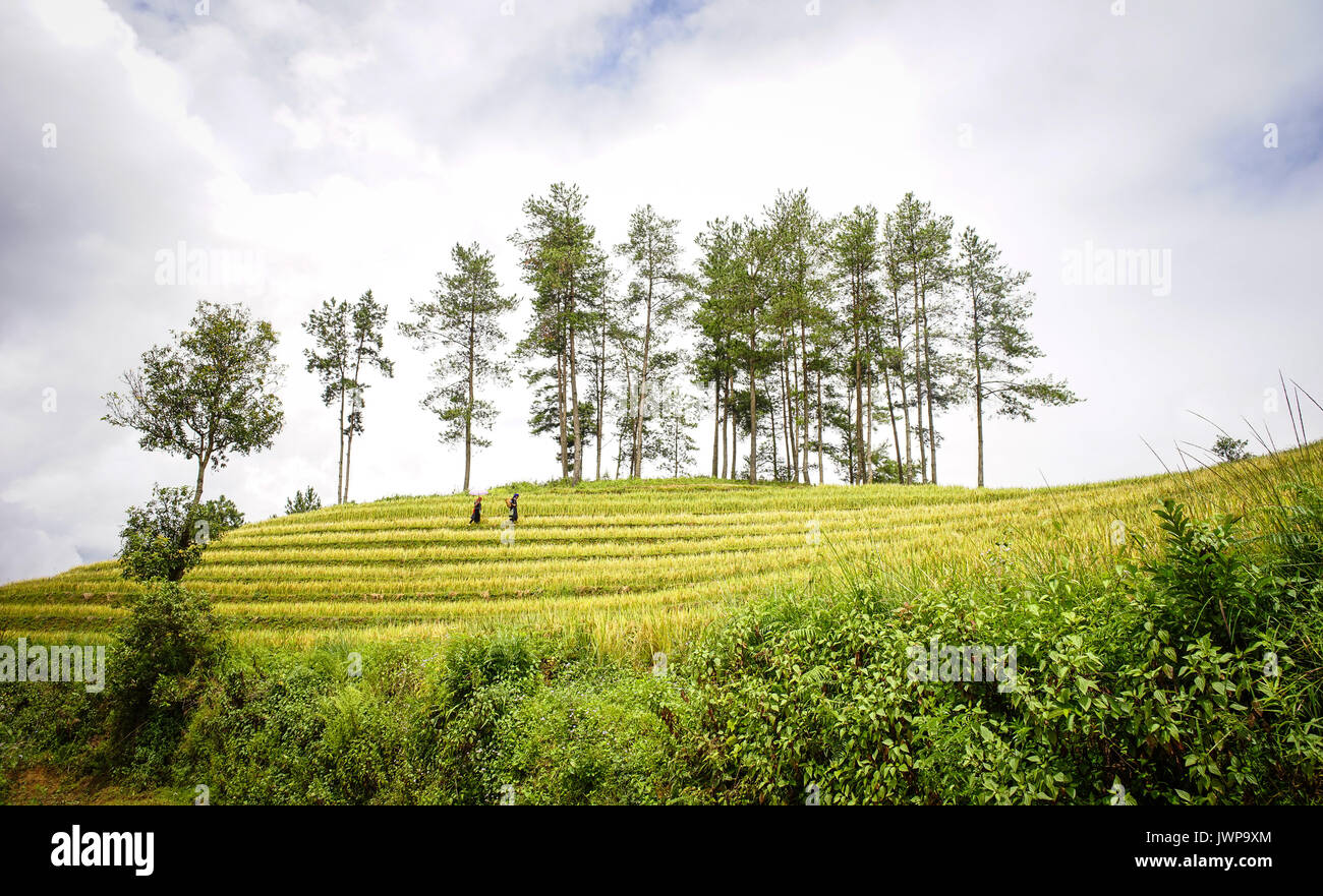 People working on terraced rice field in Yen Bai, Vietnam. Rice ...
