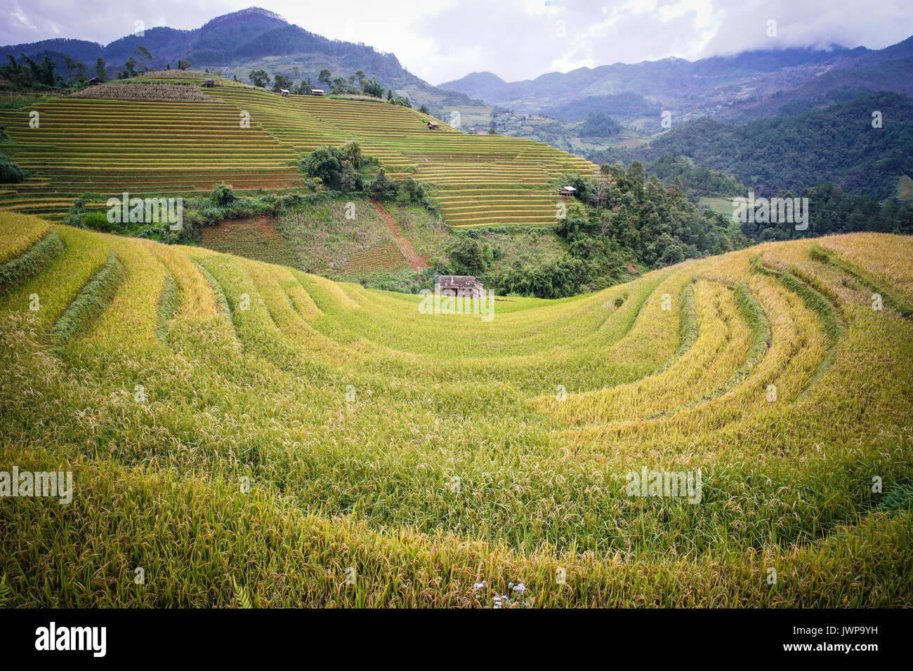Mountain scenery with terraced rice field in Yen Bai, Vietnam. Rice ...