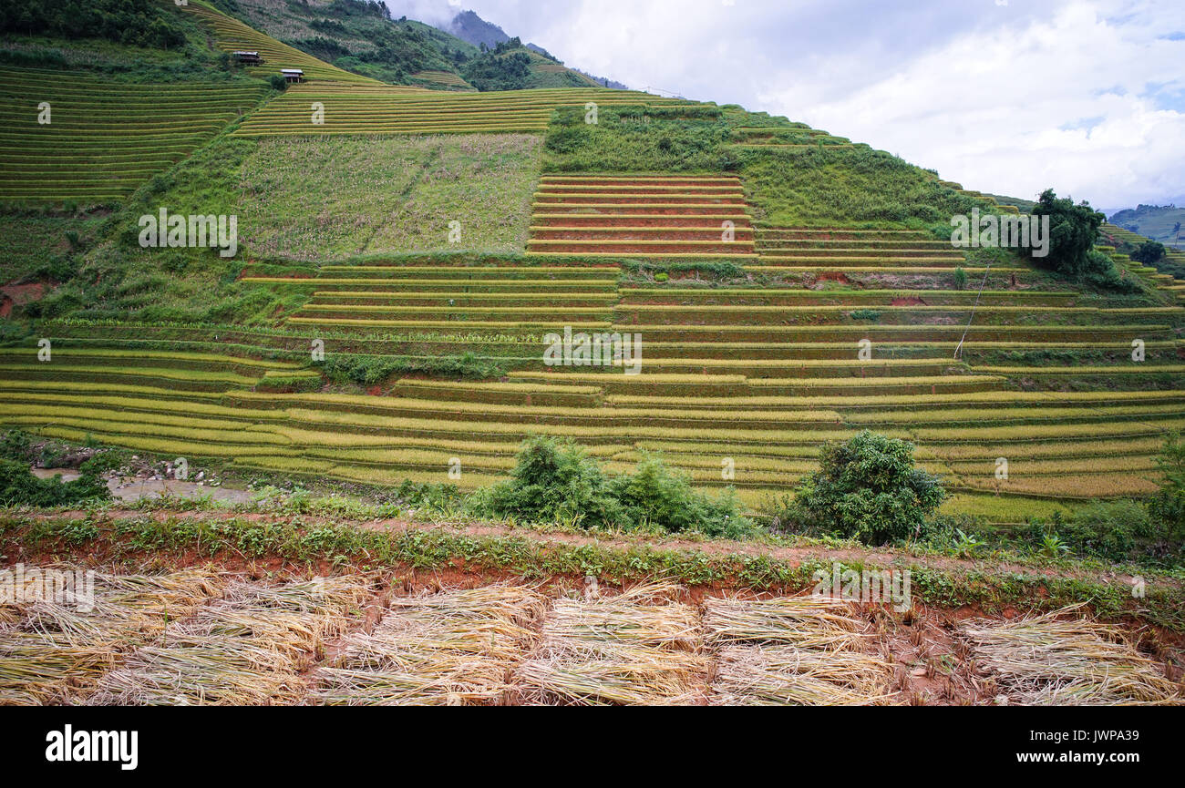 Terraced rice field in Ha Giang Province, Vietnam. Ha Giang is located ...