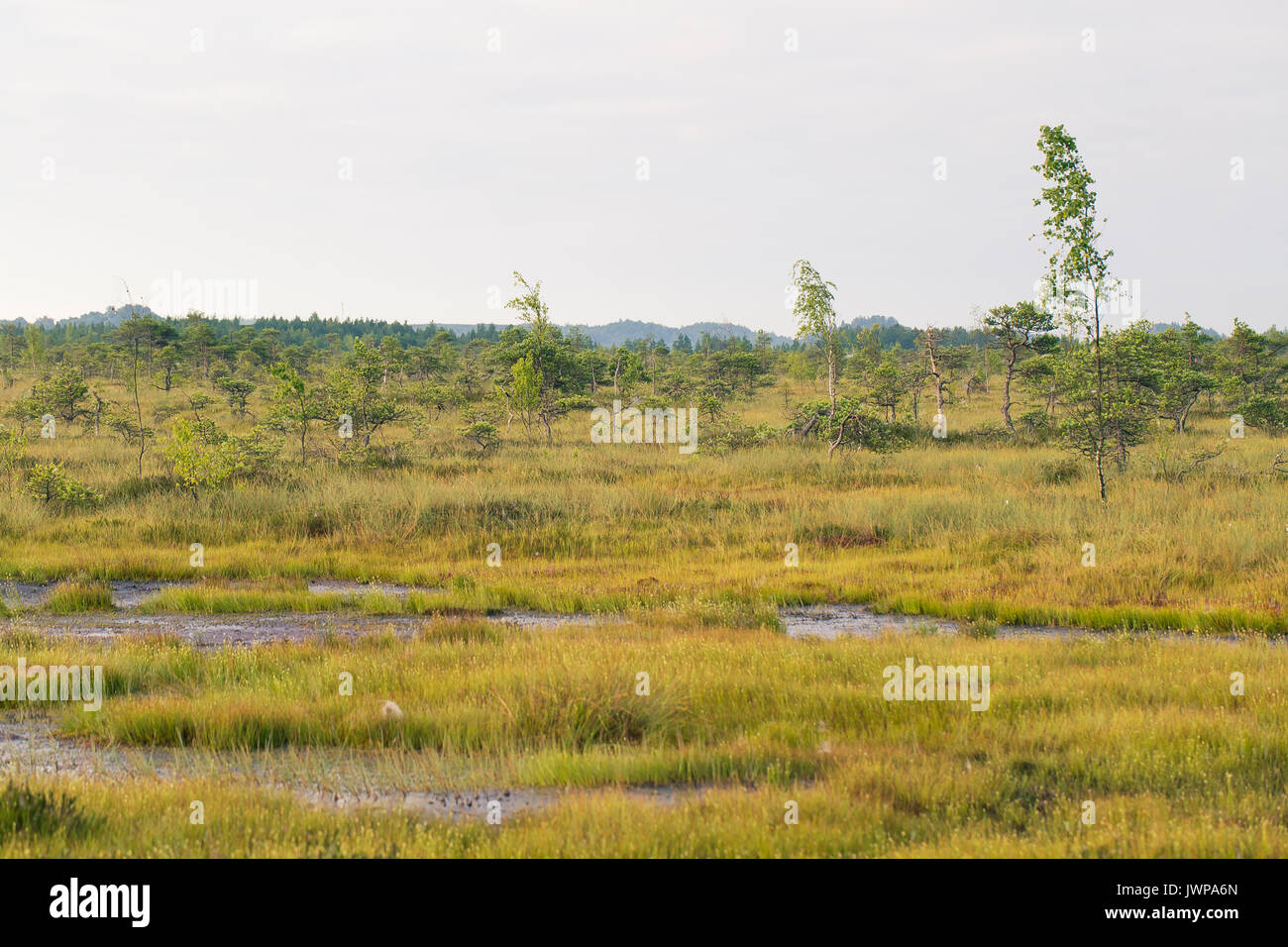 A beautiful swamp landscape near the lake in morning light. Marsh ...