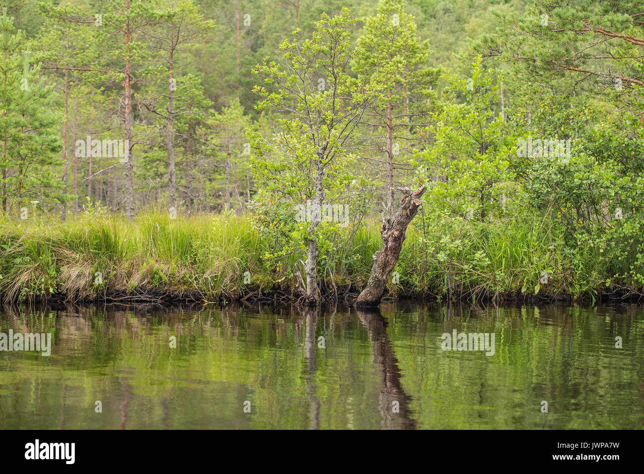Marsh scenery hi-res stock photography and images - Alamy