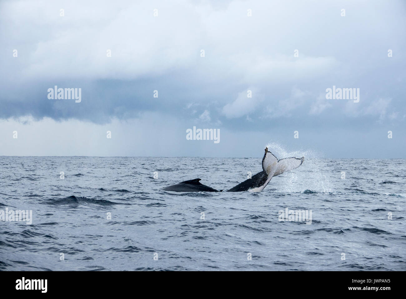 Australian east coast humpback migration hi-res stock photography and ...
