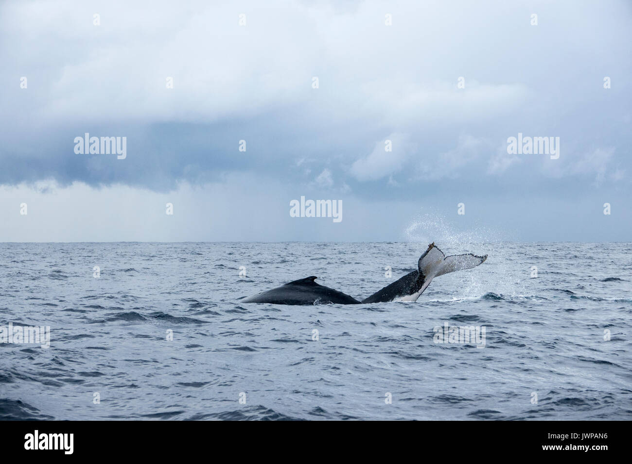Australian east coast humpback migration hi-res stock photography and ...