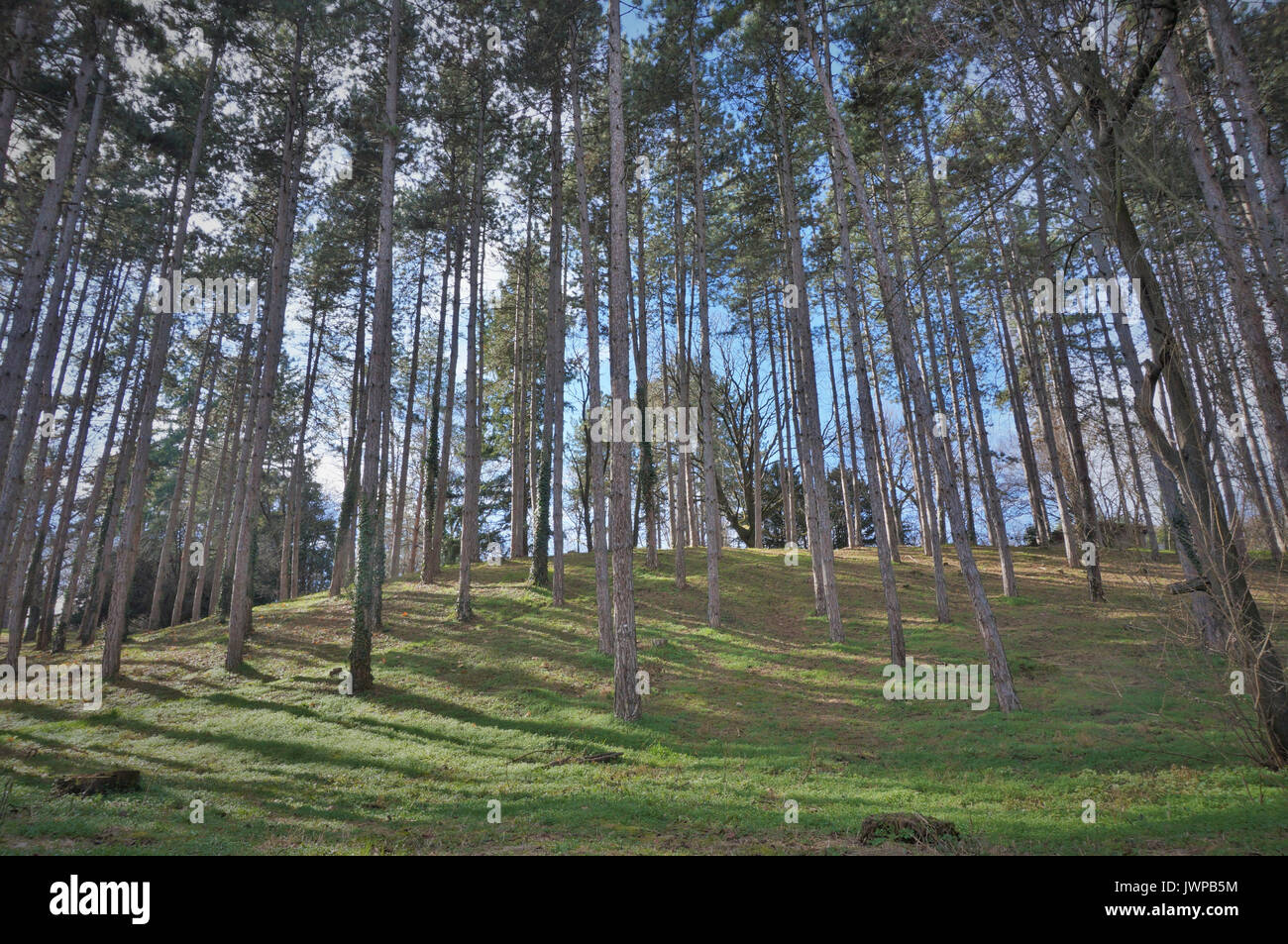 Straight trees in the woods Stock Photo - Alamy