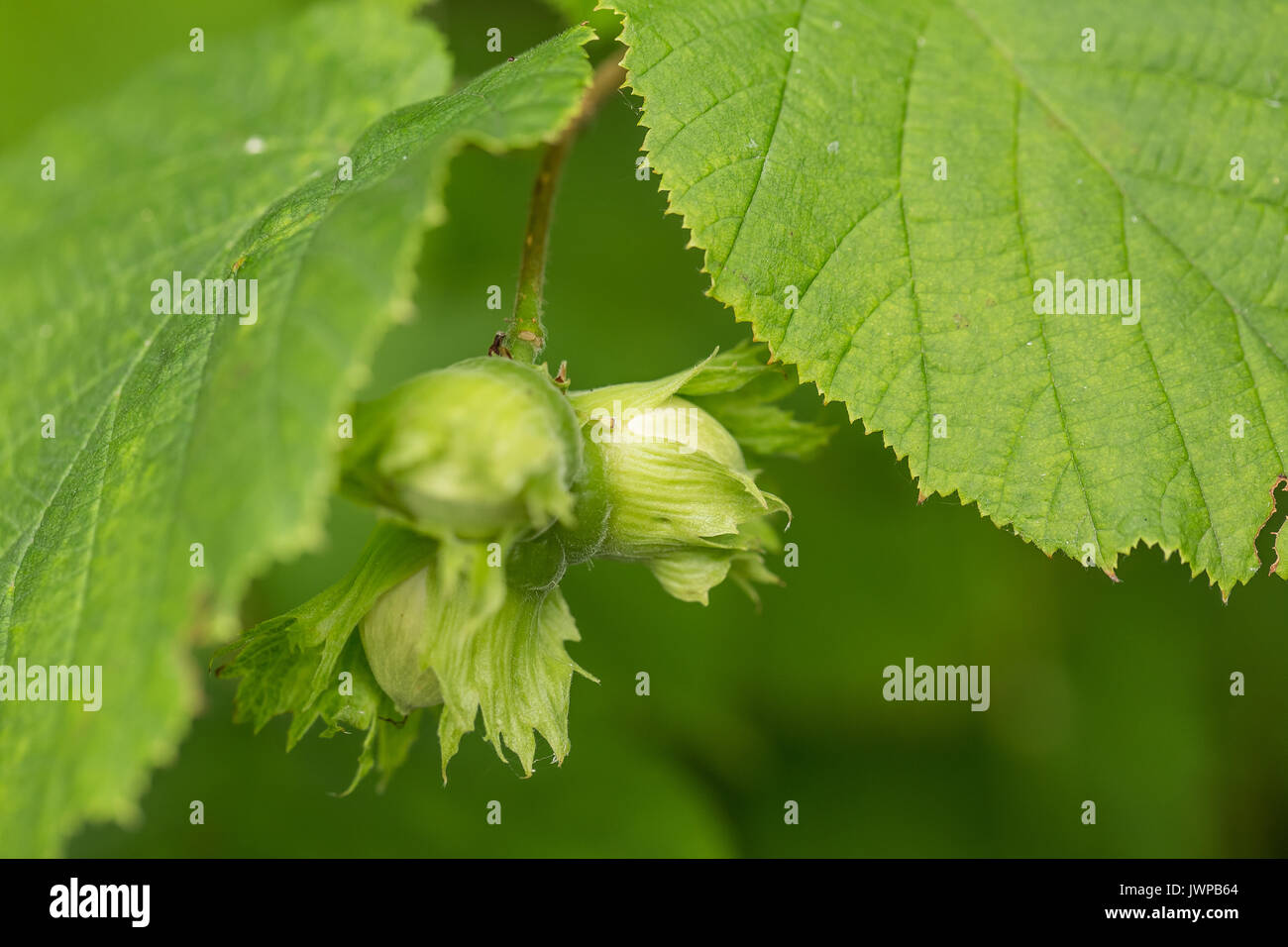 Beautiful closeup of a green hazel nuts in the tree. Delicious nuts in ...