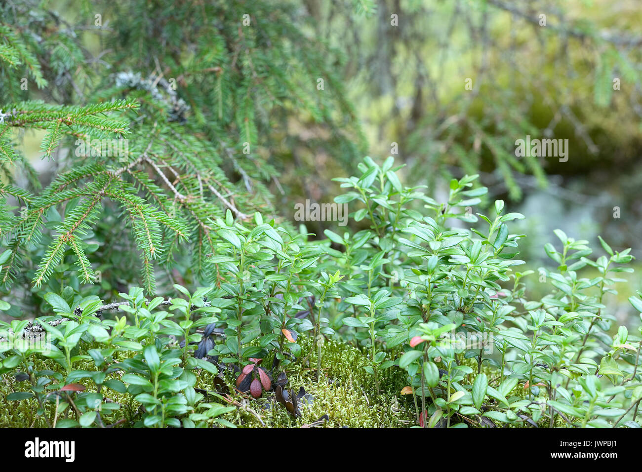 Blueberry bush with fruit in forest Stock Photo - Alamy