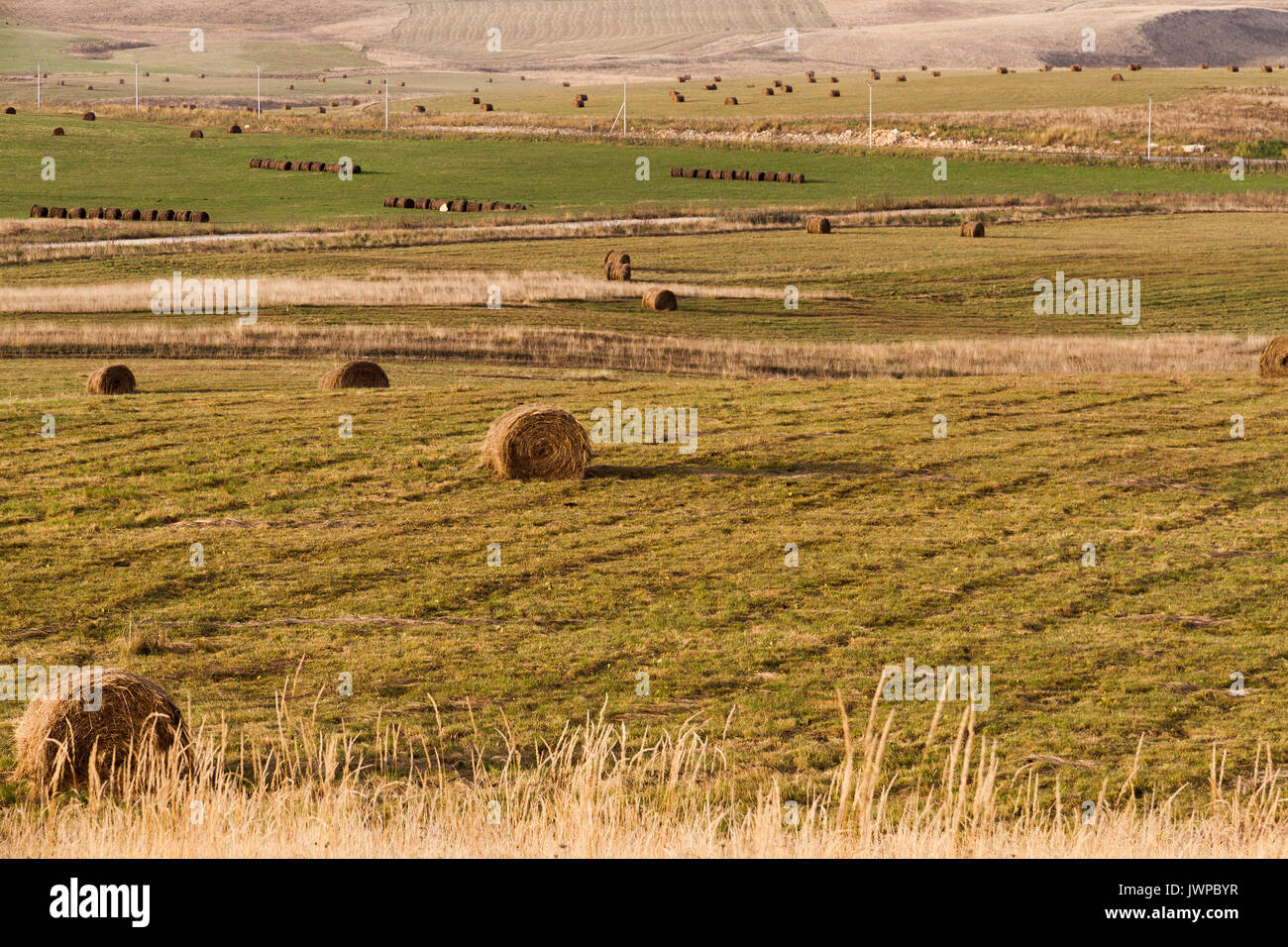 Autumn landscape with fields and dry grass (hay) in swaths (windrows ...