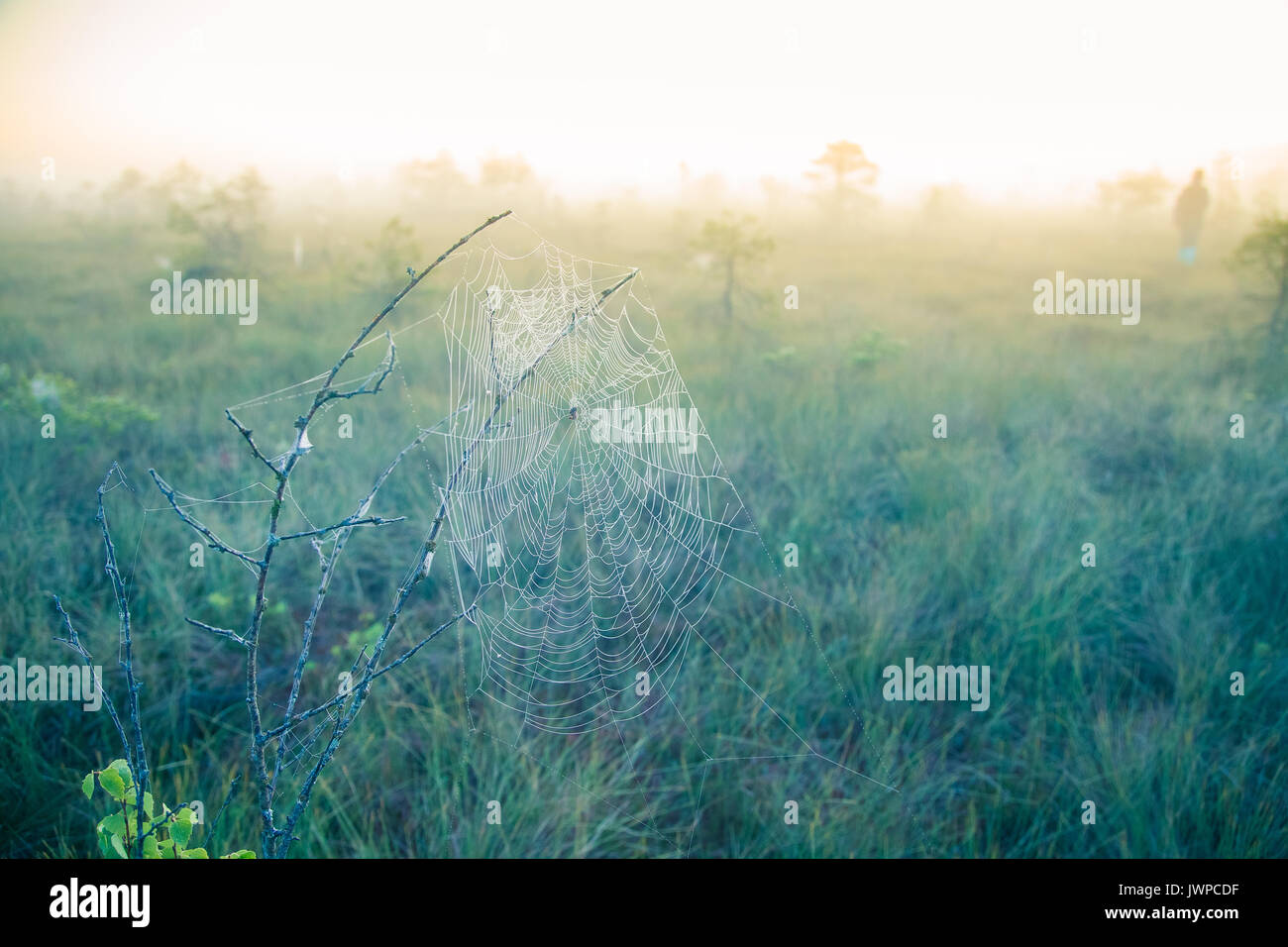 A beautiful morning sunrise landscape with a spider web. Dreamy look ...