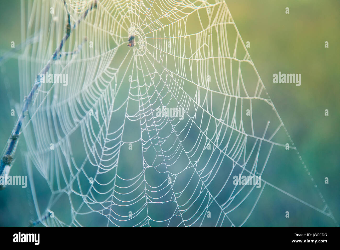A beautiful morning sunrise landscape with a spider web. Dreamy look ...
