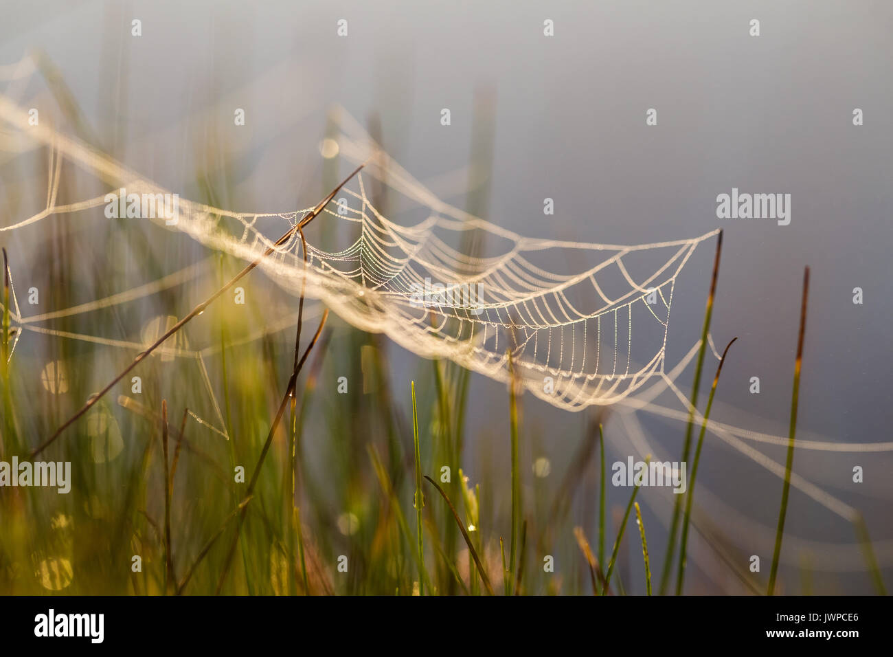 A beautiful morning sunrise landscape with a spider web. Dreamy look ...