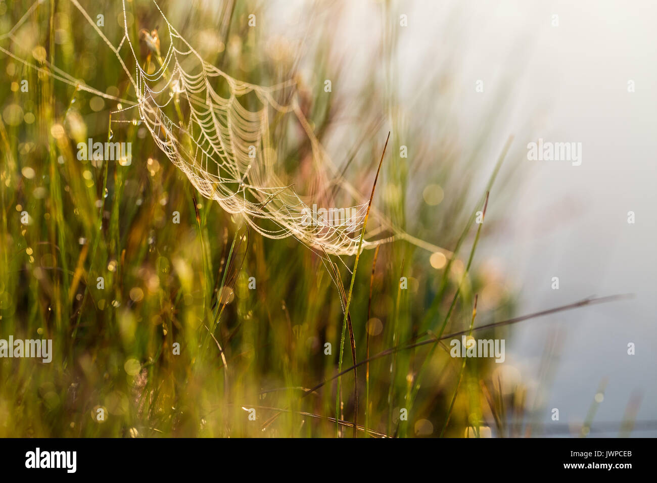 A beautiful morning sunrise landscape with a spider web. Dreamy look ...