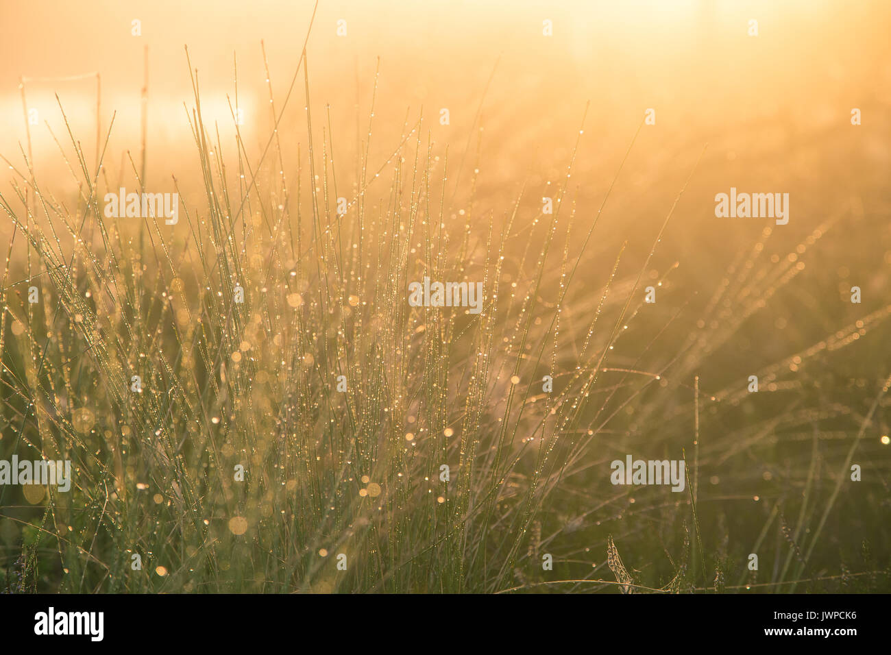 A field of beautiful green sedge grass in morning light. Marsh ...