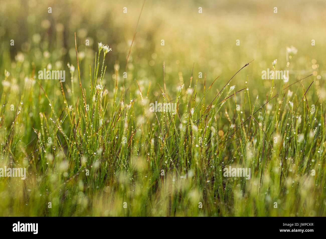 A field of beautiful green sedge grass in morning light. Marsh ...
