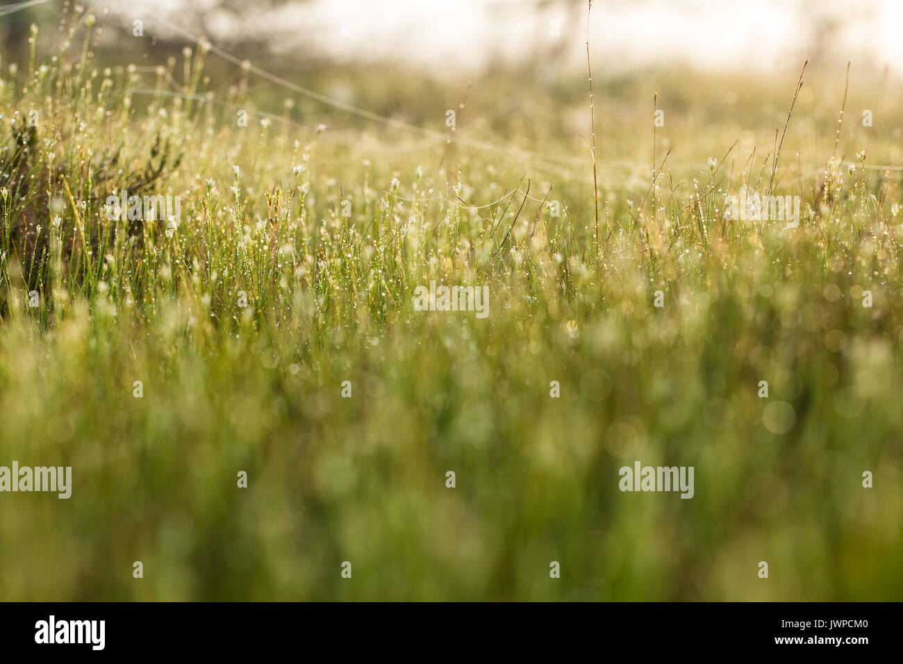 A field of beautiful green sedge grass in morning light. Marsh ...