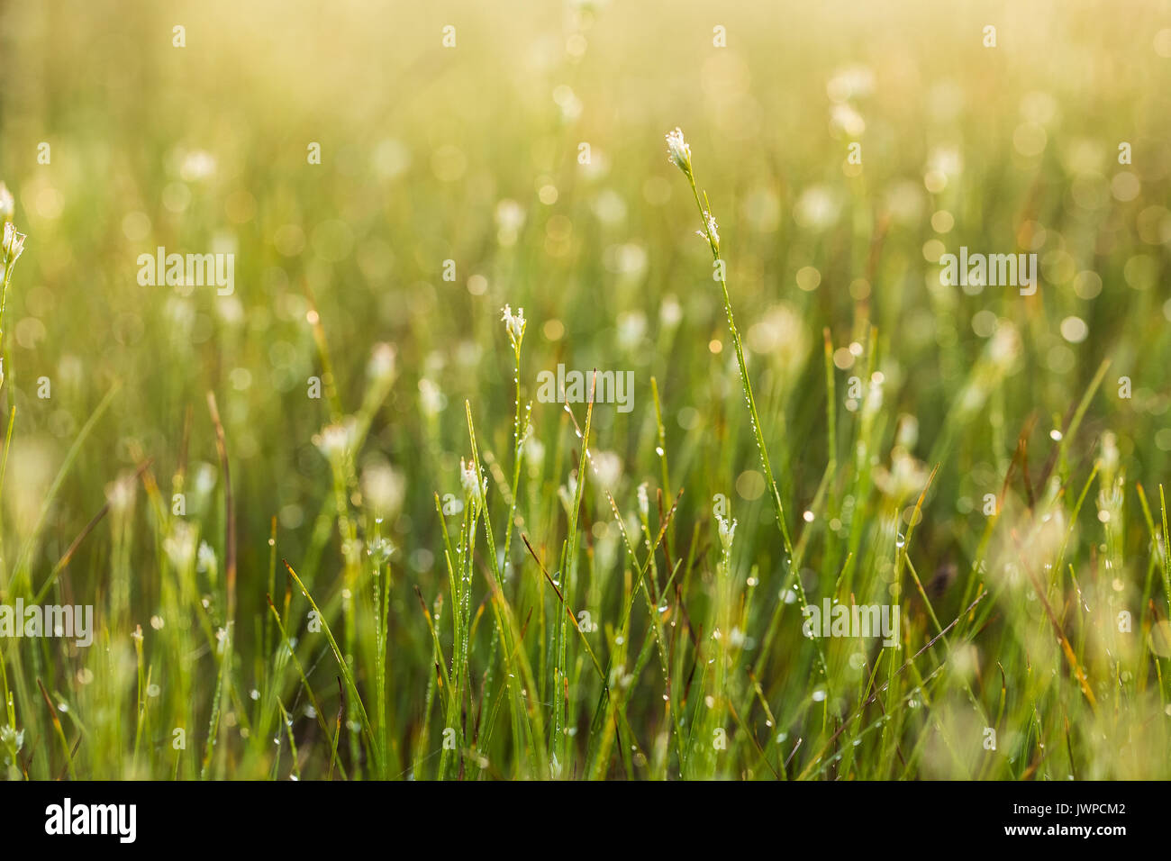 A field of beautiful green sedge grass in morning light. Marsh ...