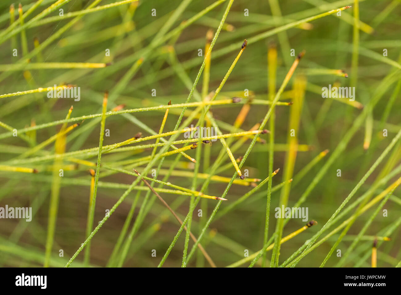 A field of beautiful green sedge grass in morning light. Marsh ...