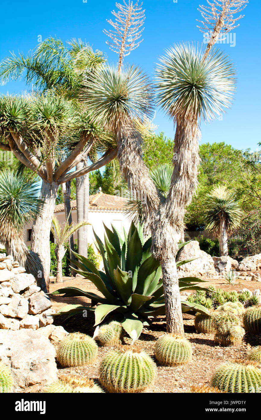 Cactus garden at island Majorca, Balearic Islands, Spain Stock Photo ...