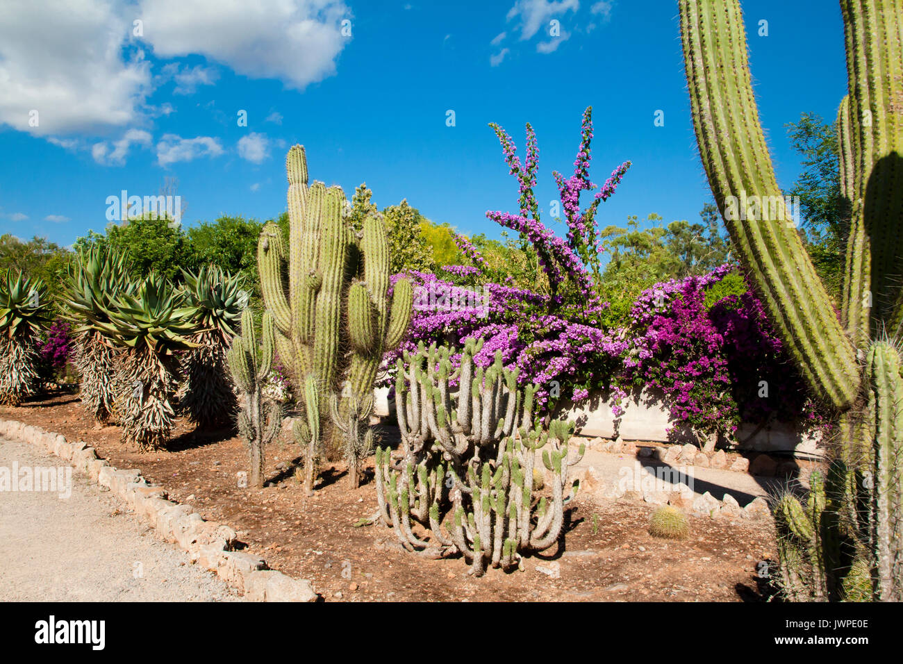 Cactus garden at island Majorca, Balearic Islands, Spain Stock Photo ...
