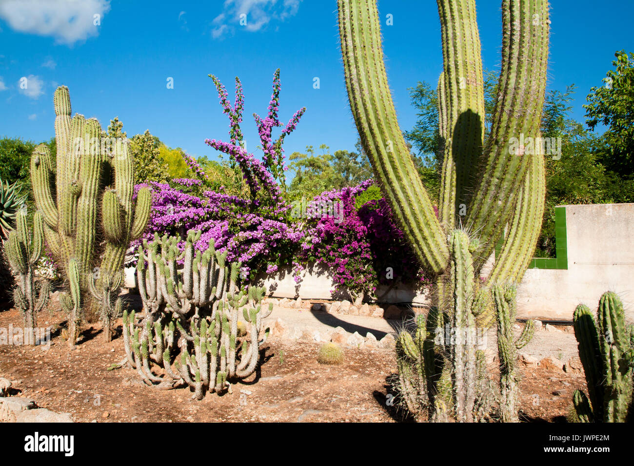 Cactus garden at island Majorca, Balearic Islands, Spain Stock Photo ...