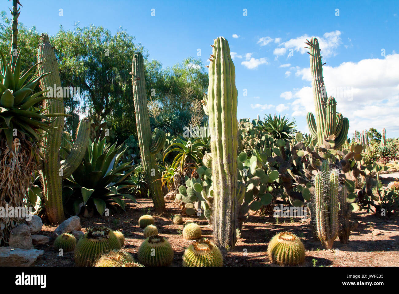 Cactus garden at island Majorca, Balearic Islands, Spain Stock Photo ...