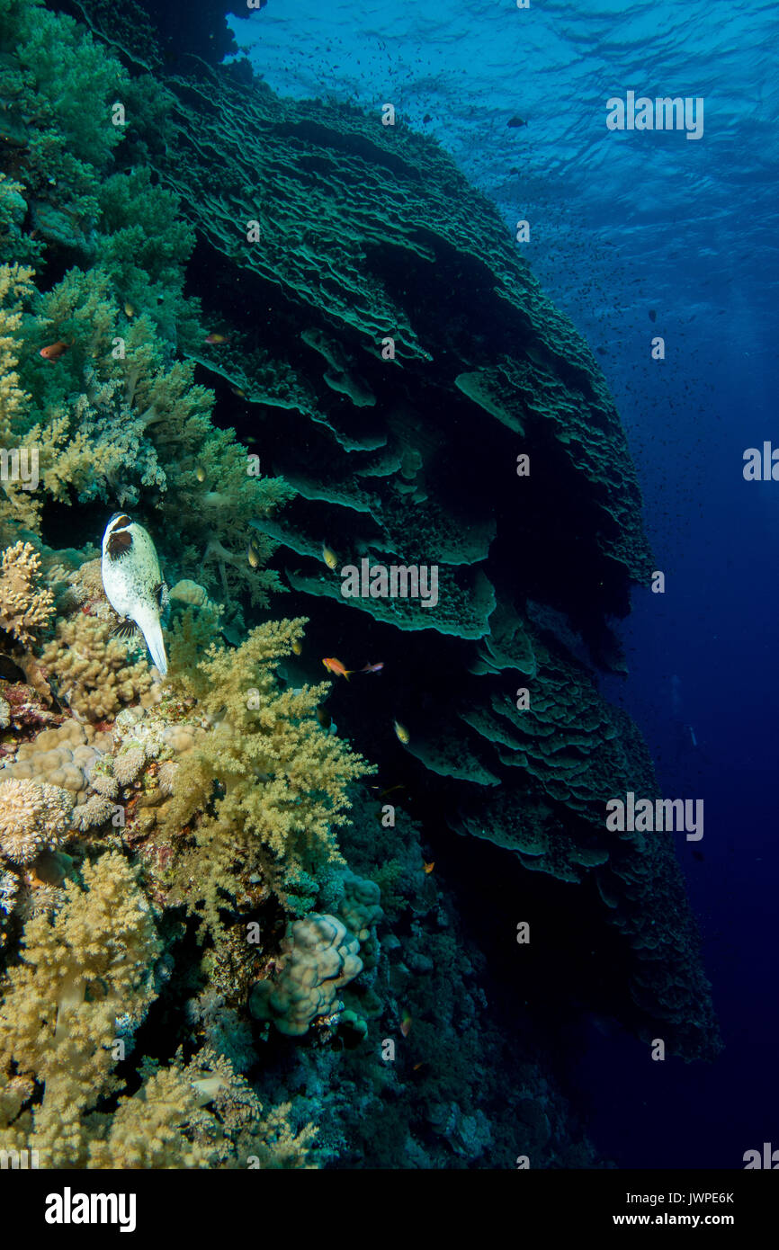 Reef wildlife hi-res stock photography and images - Alamy