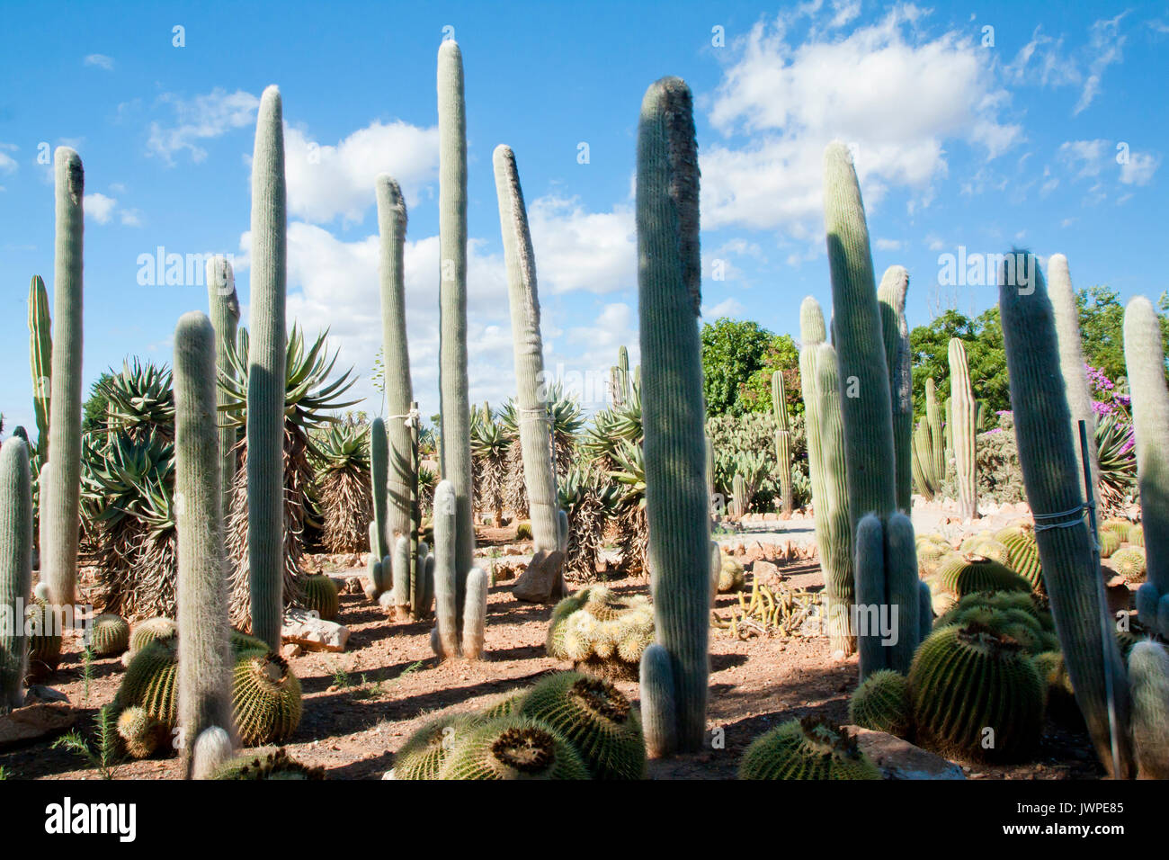 Cactus garden at island Majorca, Balearic Islands, Spain Stock Photo ...