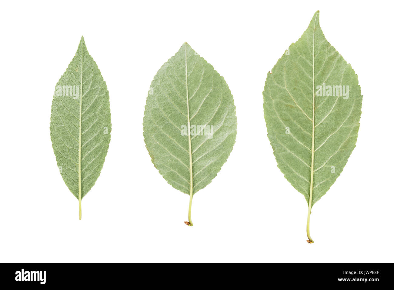 back side of three green leaves from fruit trees isolated on white ...