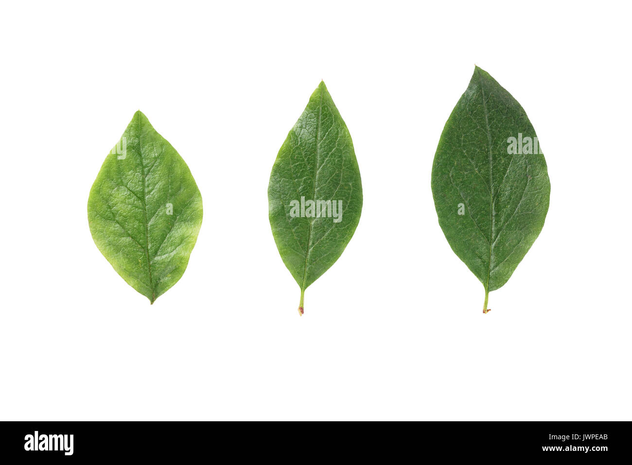 three green leaves from bush isolated on white background Stock Photo ...