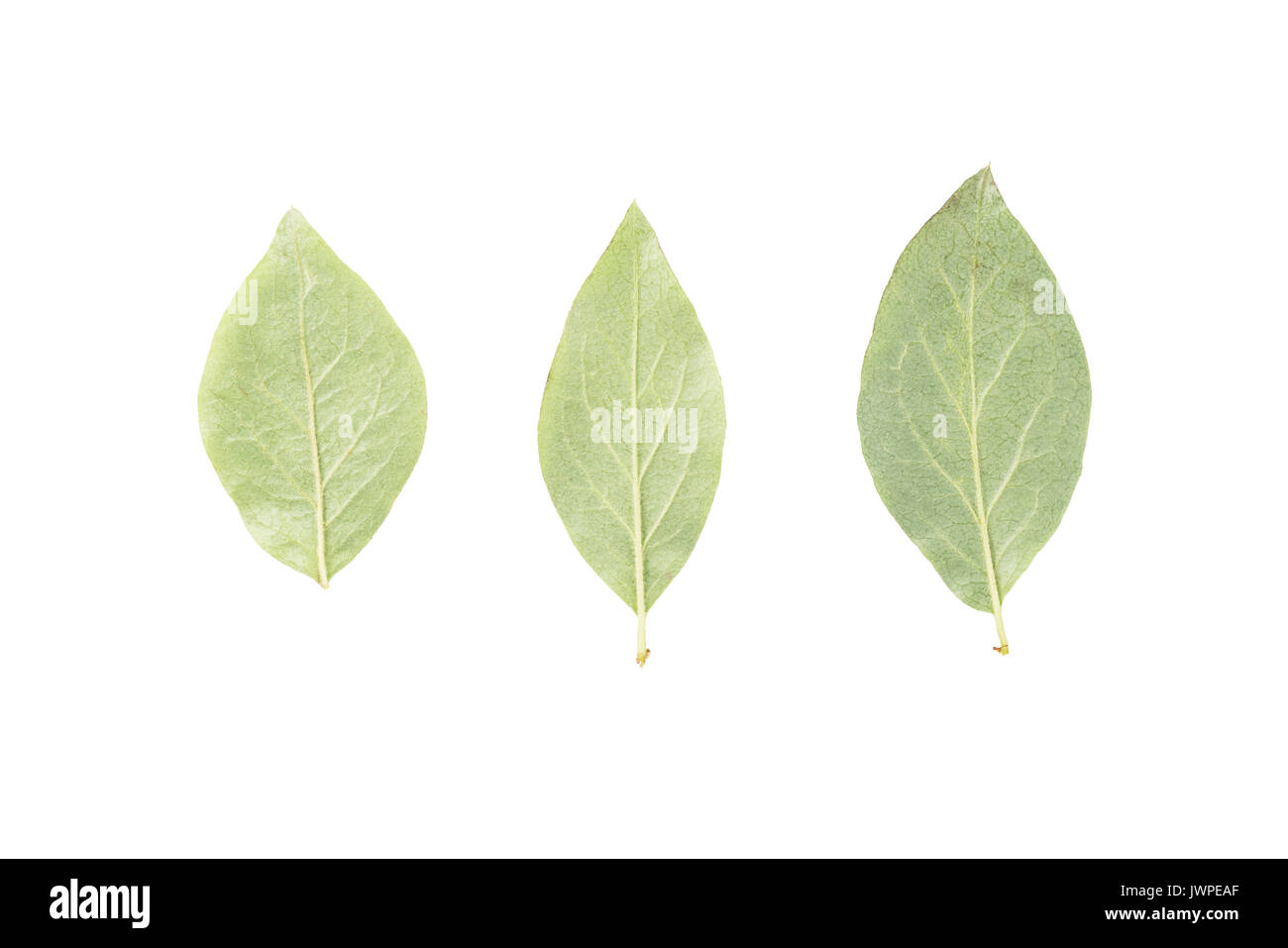 back side of three green leaves from bush isolated on white background ...