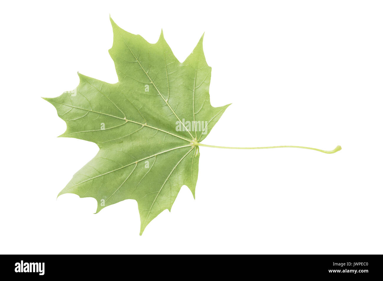 back side of maple green leaf isolated on white background Stock Photo ...