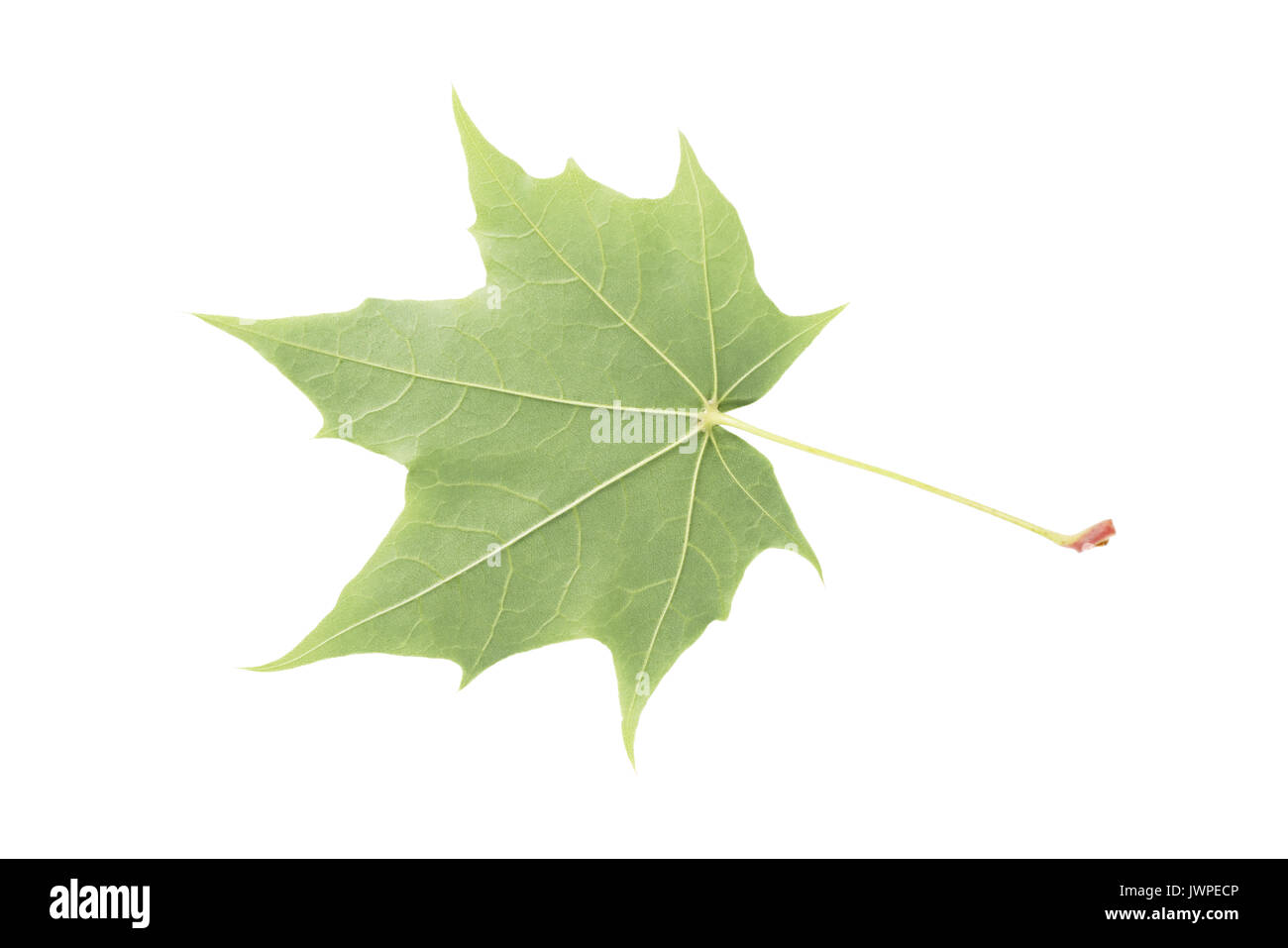 back side of maple green leaf isolated on white background Stock Photo ...
