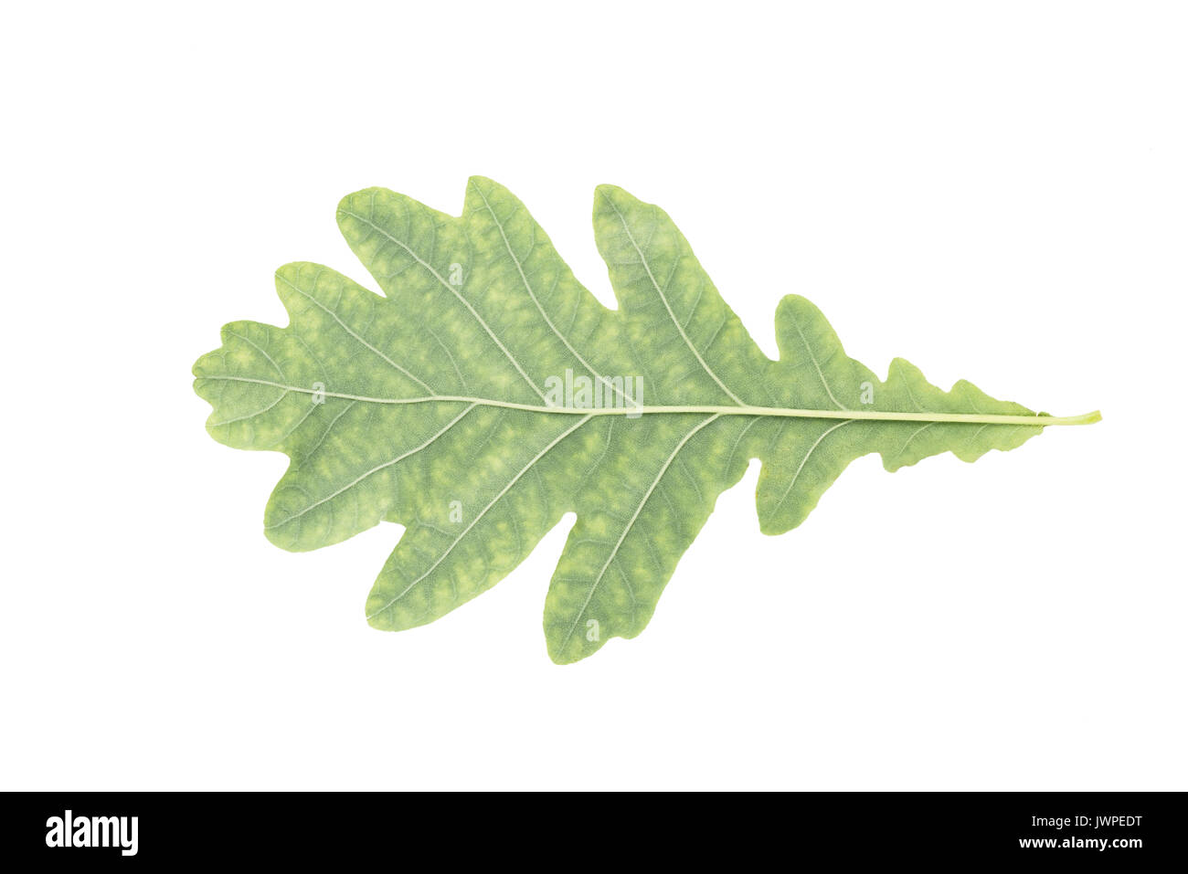 back side of oak green leaf isolated on white background Stock Photo ...