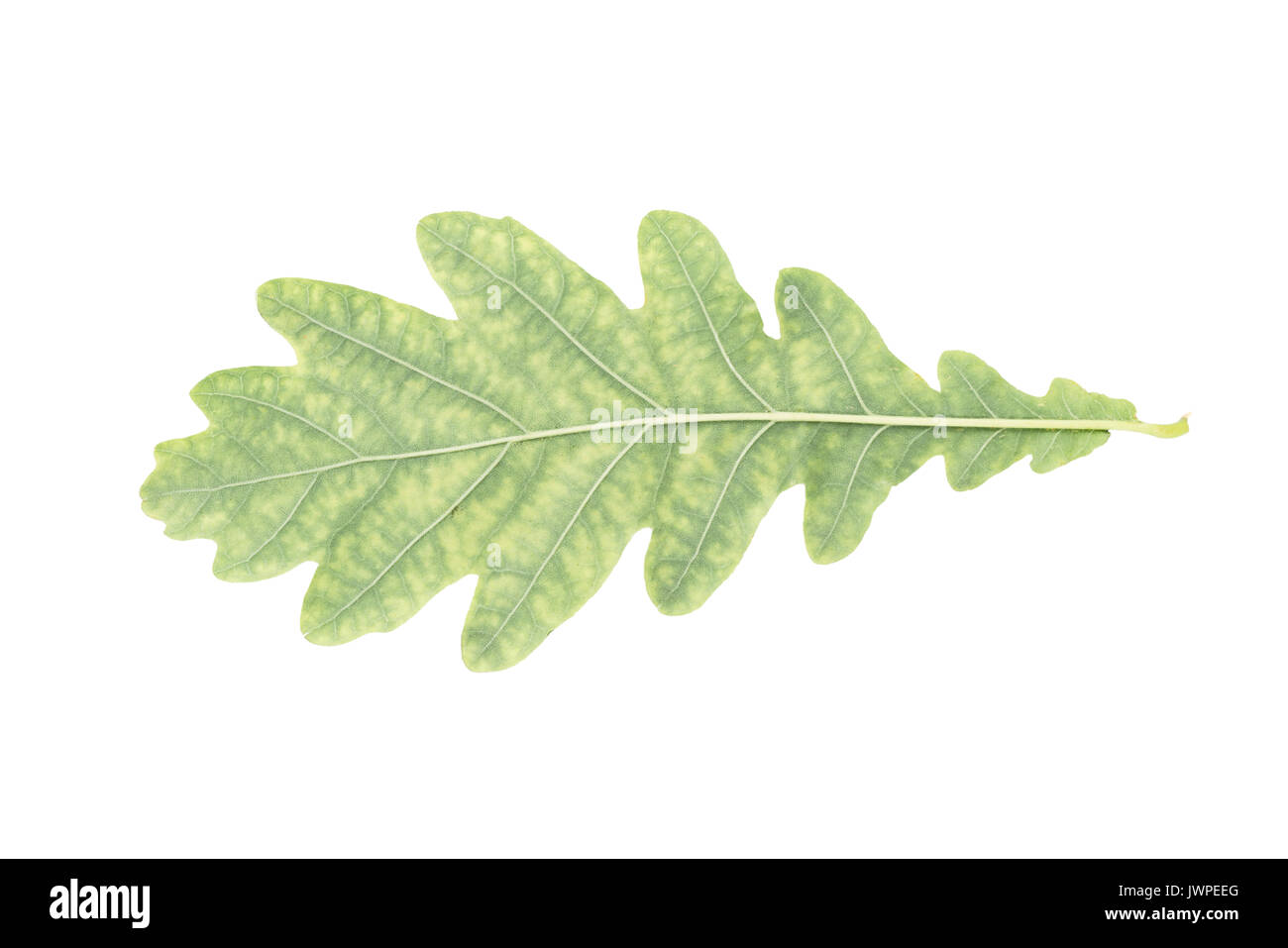 Back side of leaf hi-res stock photography and images - Alamy