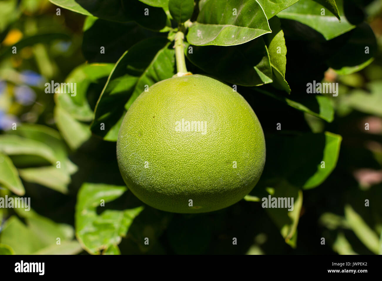 Greens berry farm hi-res stock photography and images - Alamy