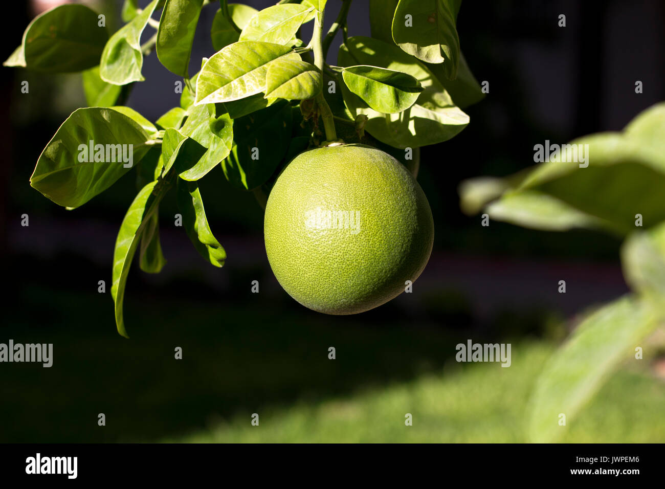 Ripening green grapefruit on the tree Stock Photo - Alamy