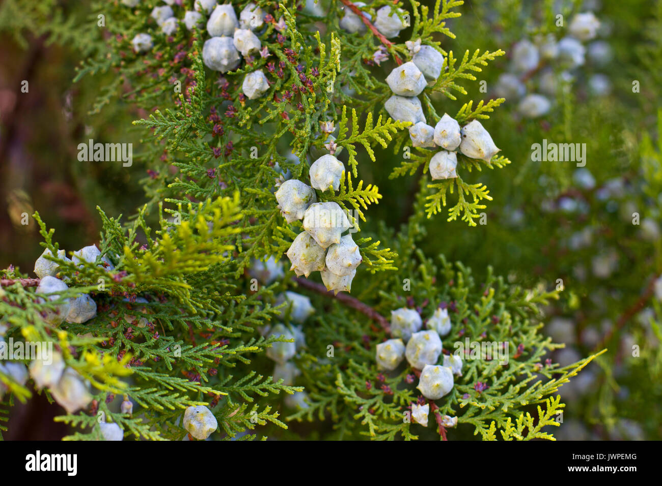 Green Juniper bush Stock Photo - Alamy
