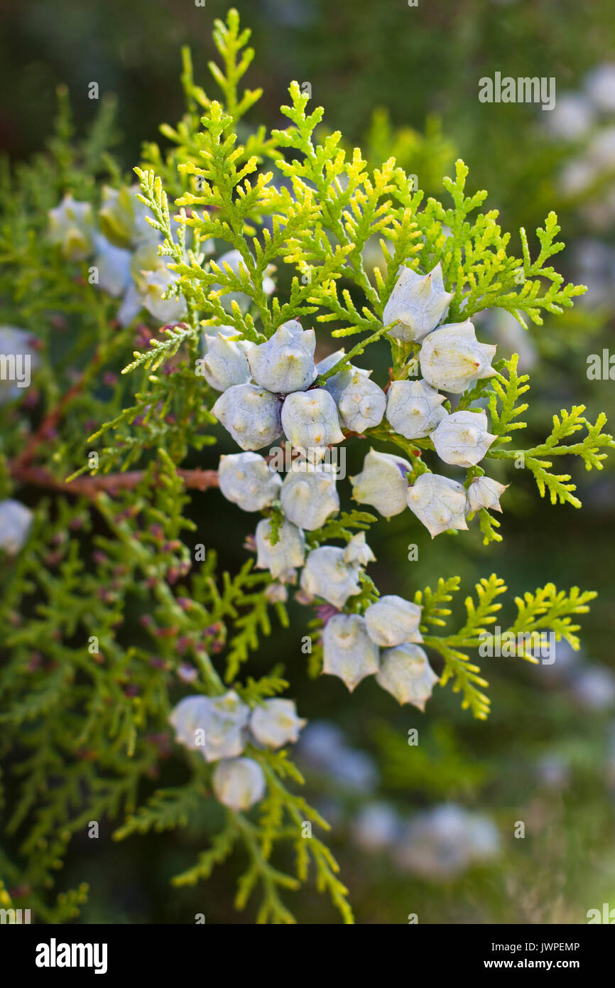 Juniper bush hi-res stock photography and images - Alamy