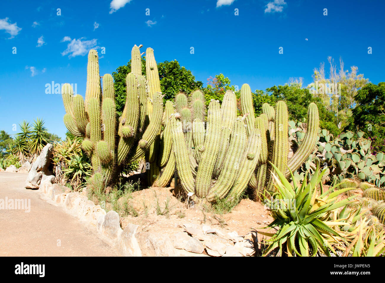 Cactus garden at island Majorca, Balearic Islands, Spain Stock Photo ...