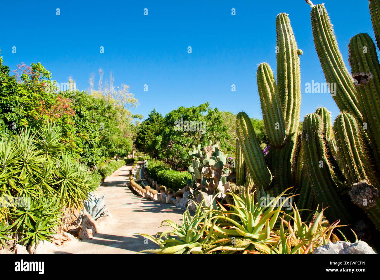 Cactus garden at island Majorca, Balearic Islands, Spain Stock Photo ...