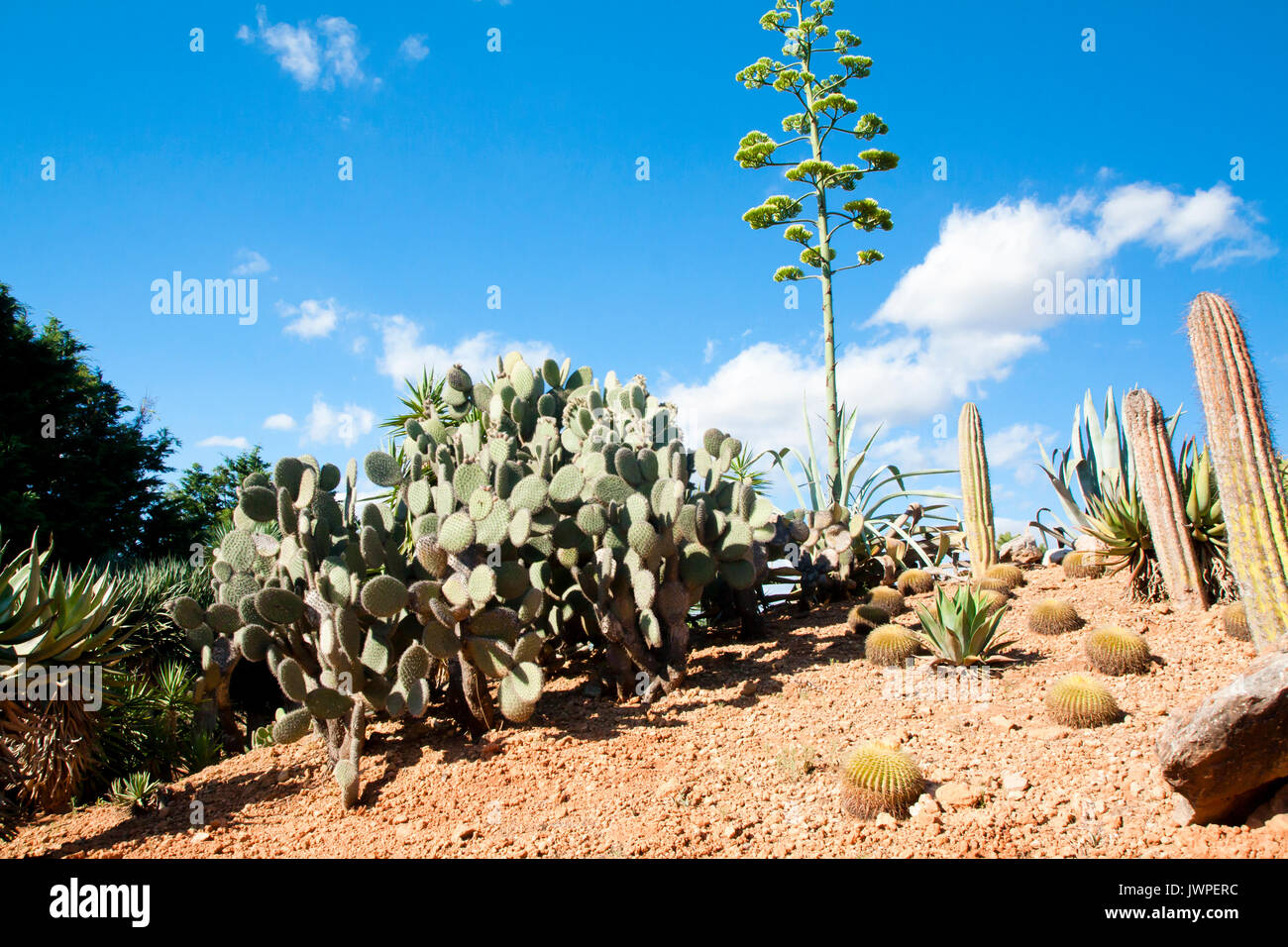 Cactus garden at island Majorca, Balearic Islands, Spain Stock Photo ...