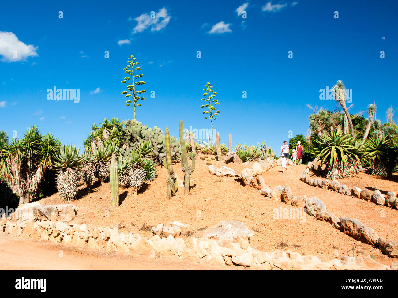 Cactus garden at island Majorca, Balearic Islands, Spain Stock Photo ...