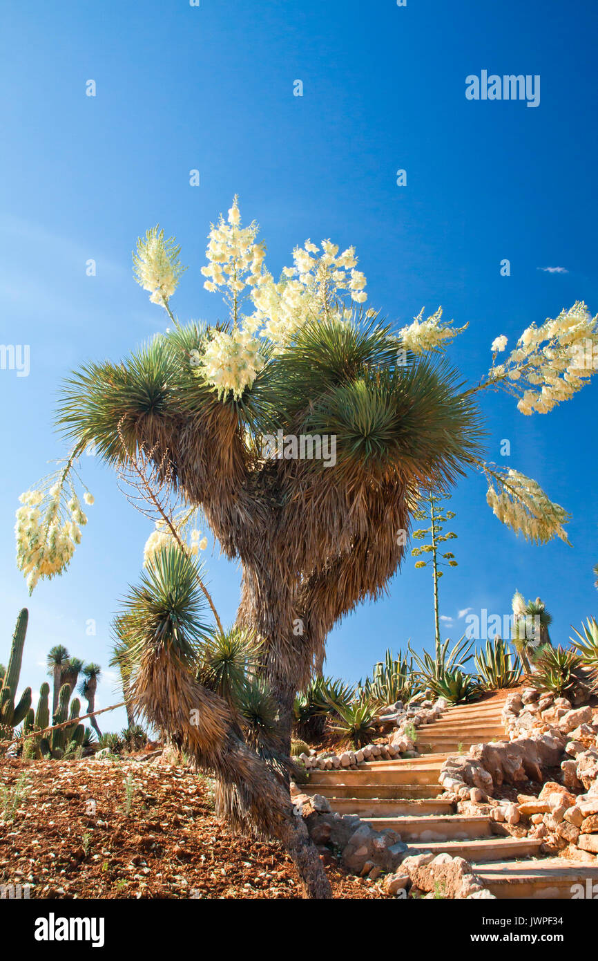 Cactus garden at island Majorca, Balearic Islands, Spain Stock Photo ...
