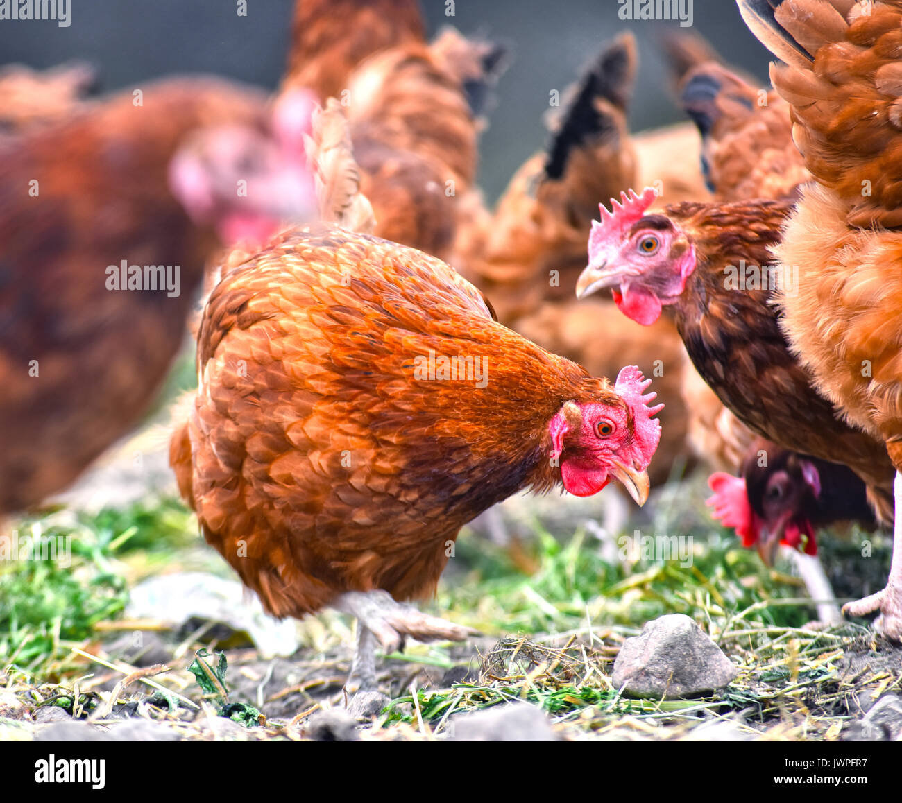 Chickens on traditional free range poultry farm Stock Photo - Alamy