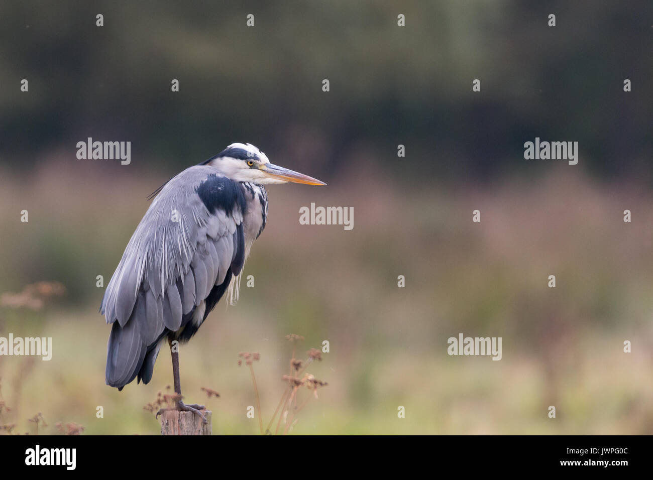 grey heron standing on a pole looking angry Stock Photo - Alamy